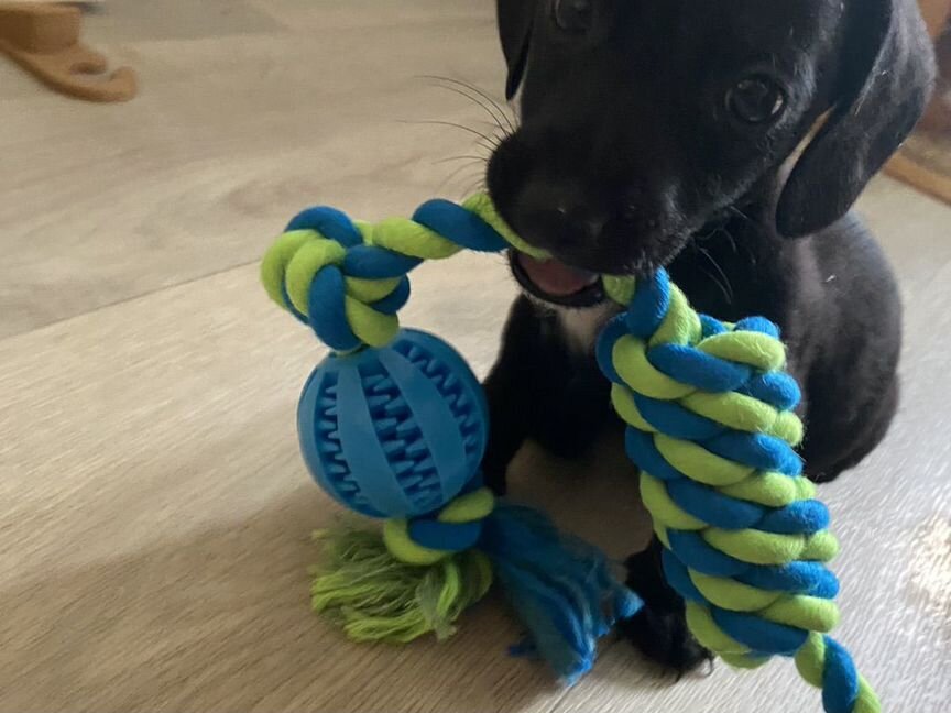 Собака в добрые руки такса