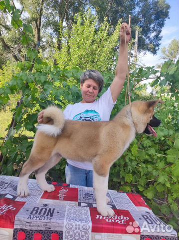 Щенки американской акиты