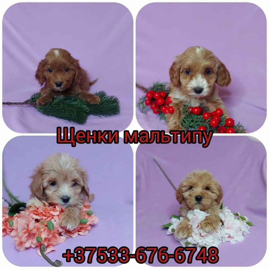 Щенки мальтипу мини беби-фейс maltipoo