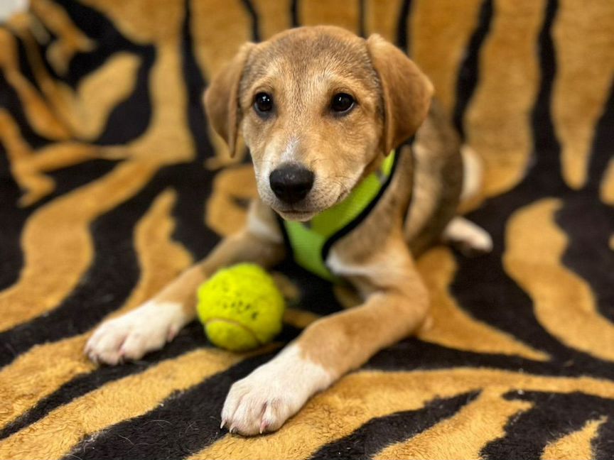 Собака в добрые руки