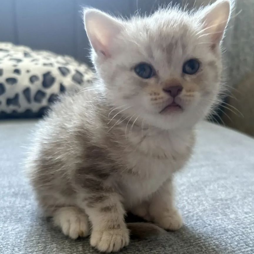 Шотландский вислоухий короткошёрстный котёнок