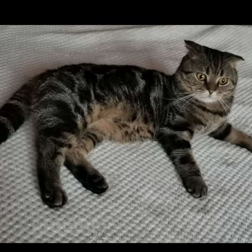 Шотландский кот вязка