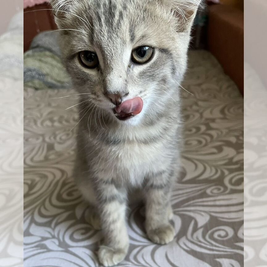 Отдам котёнка в добрые руки