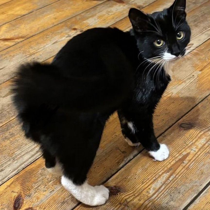 Котёнок от частного владельца