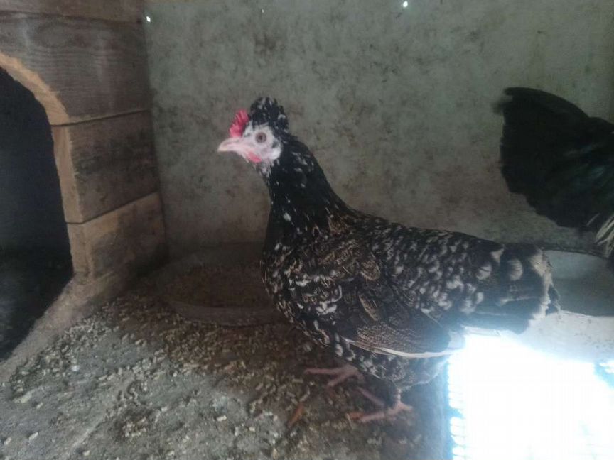 Инкубационное яйцо