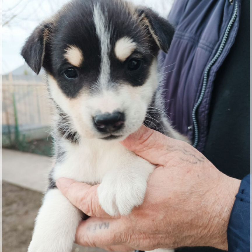 Щенок в добрые руки