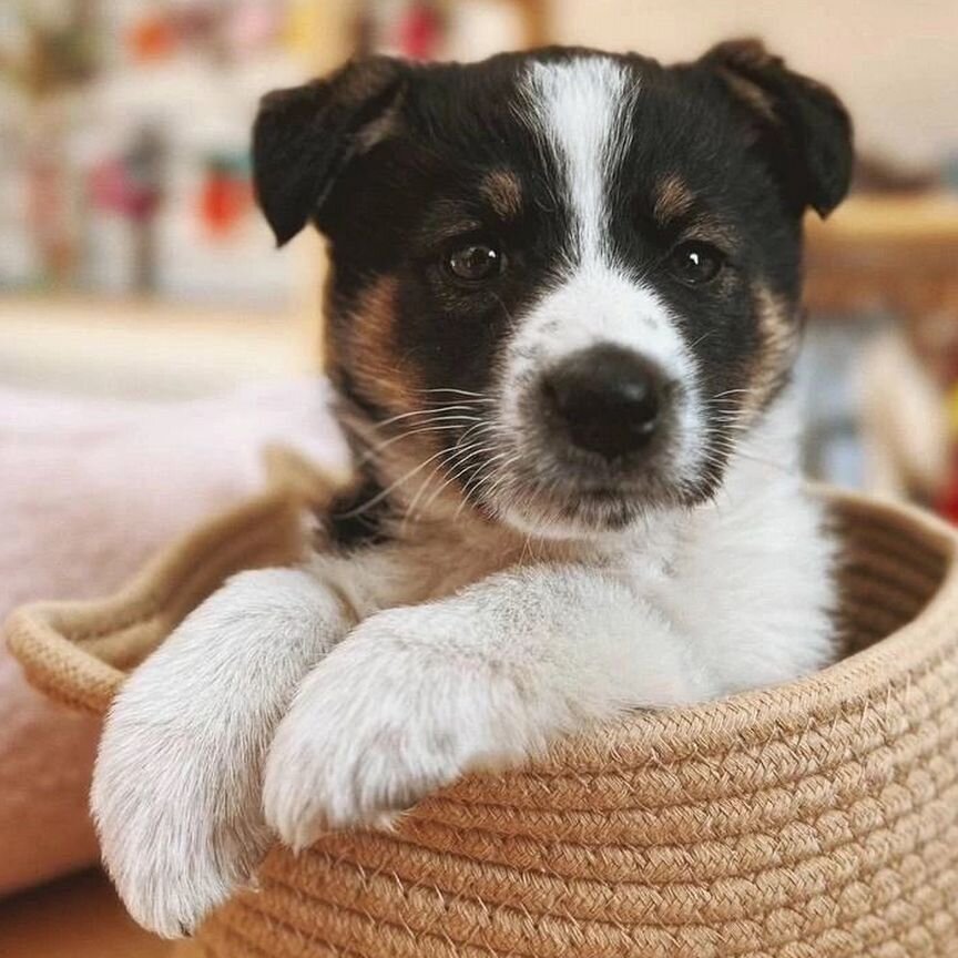 Щенок