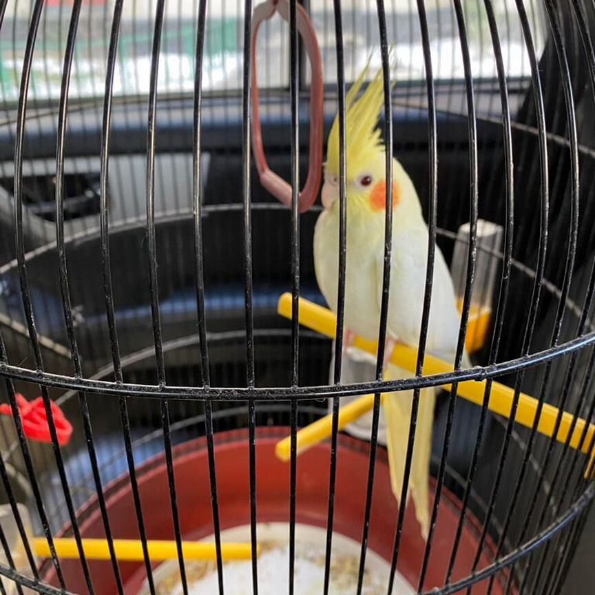 Продам попугая корелла с клеткой 7 месяцев