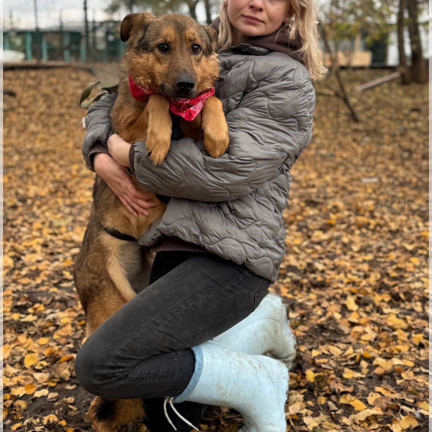 Взрослая собака в добрые руки