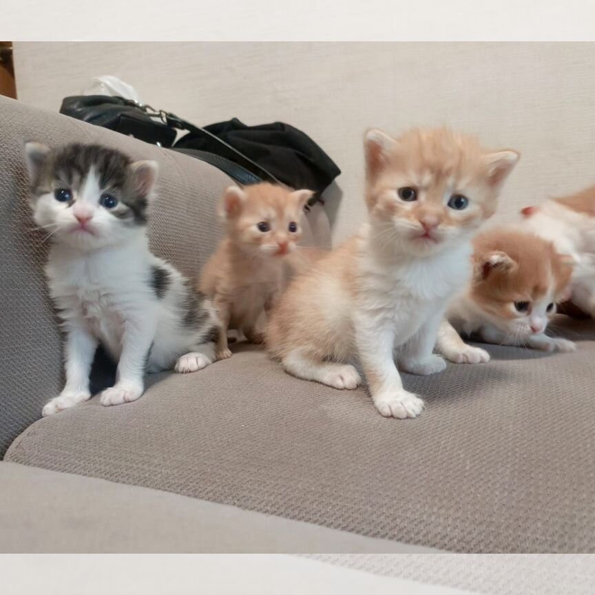 Котёнок в добрые руки