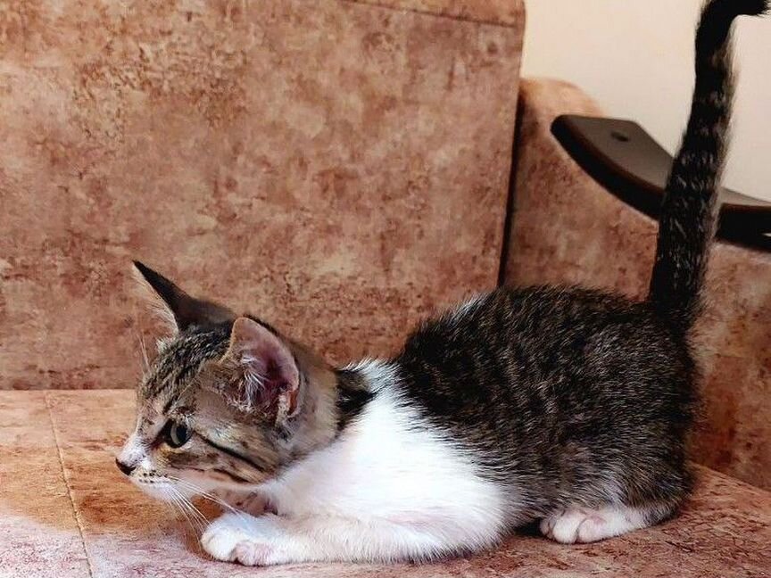 Супер игривый котенок Василиса в дар