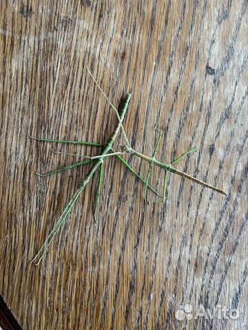 Анамский палочник