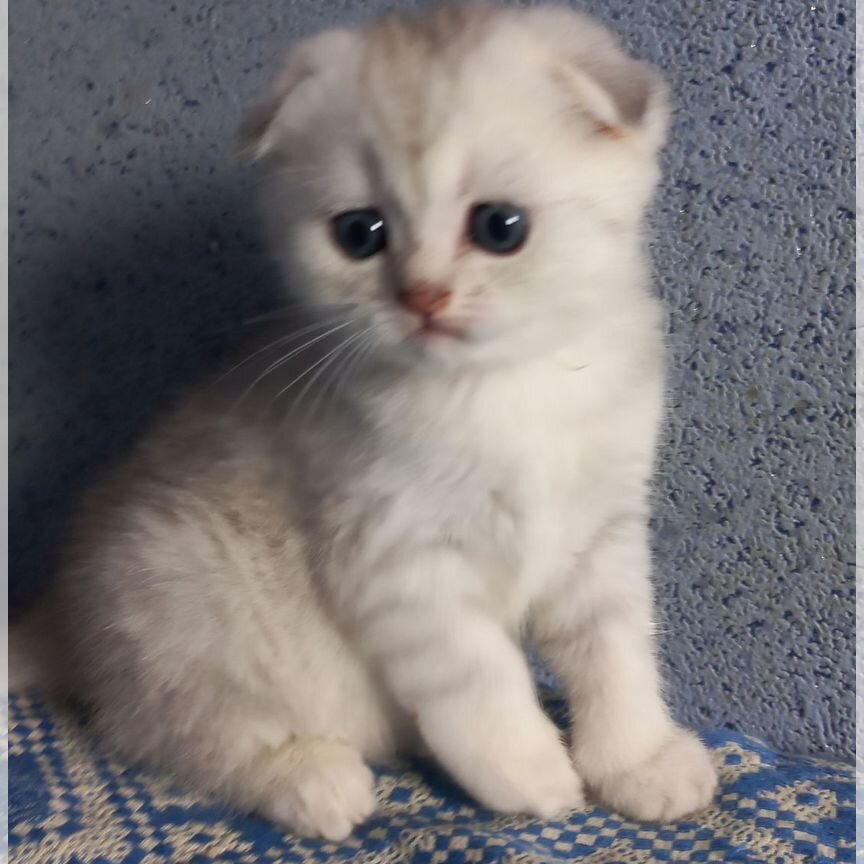 Шотландские девчули