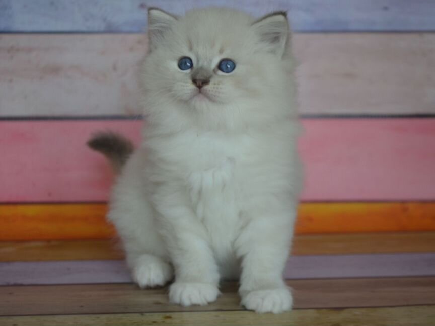 Котята рэгдолл