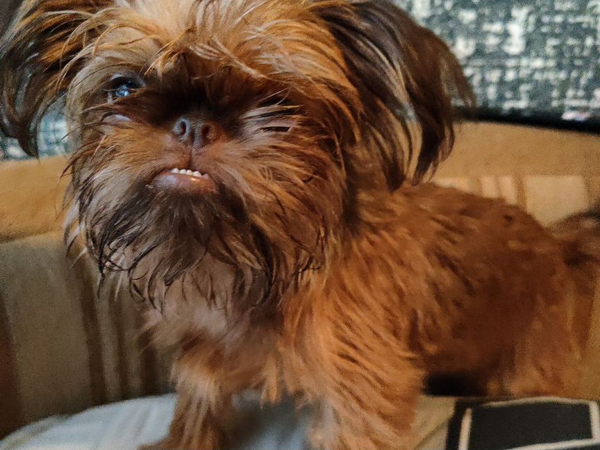 Брюссельский грифон