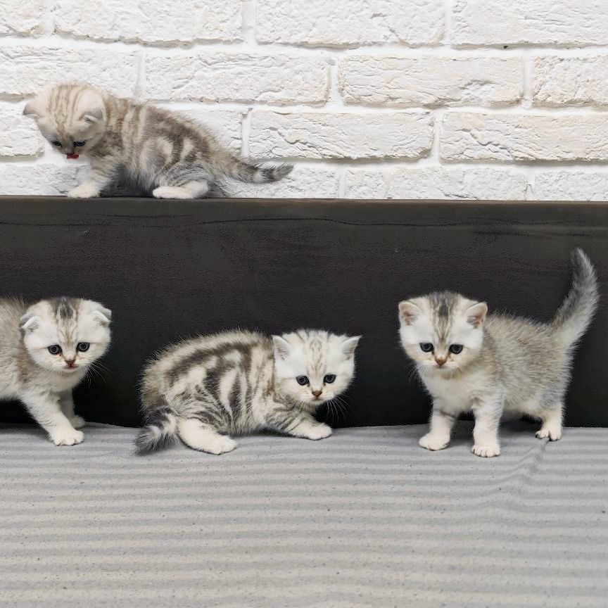 Котята серебристой шиншиллы