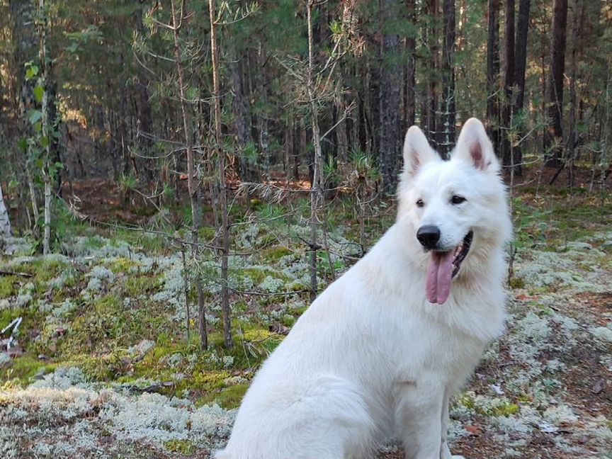Щенки Белой Швейцарской Овчарки родители с родосло