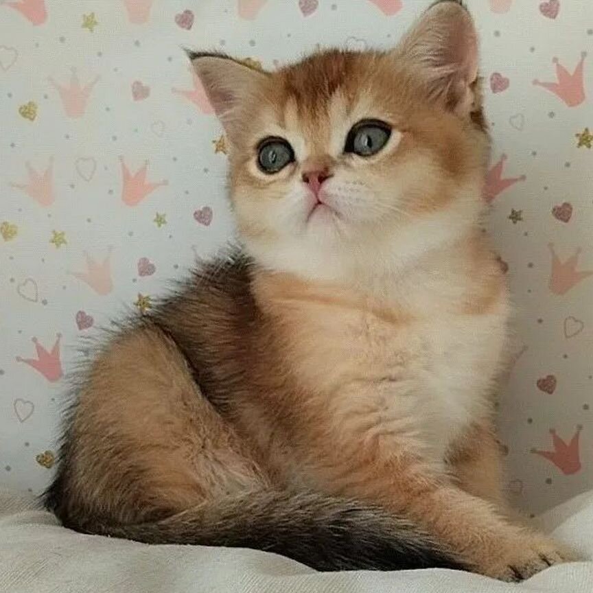 Шотландский прямоухий короткошёрстный котёнок