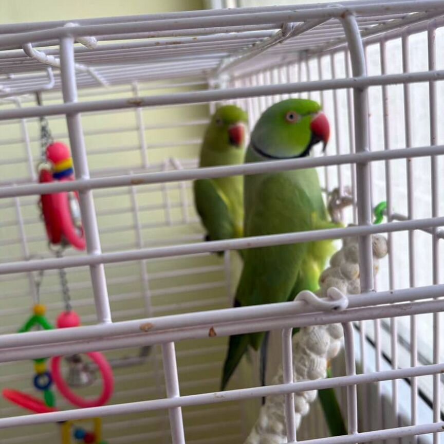 Пара ожерельевых попугаев