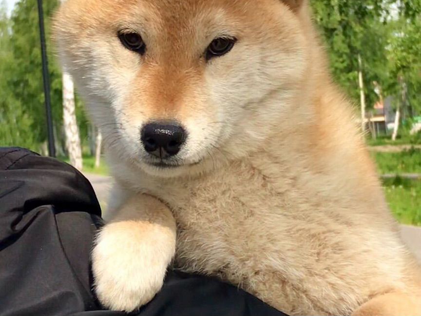 Очень коасивая девочка сиба ину