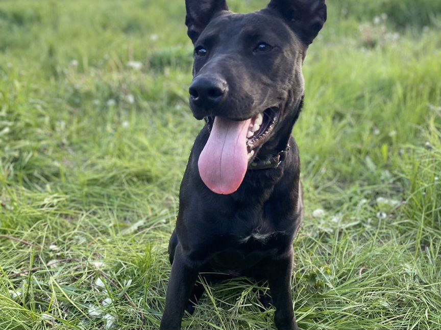 Собака в добрые руки