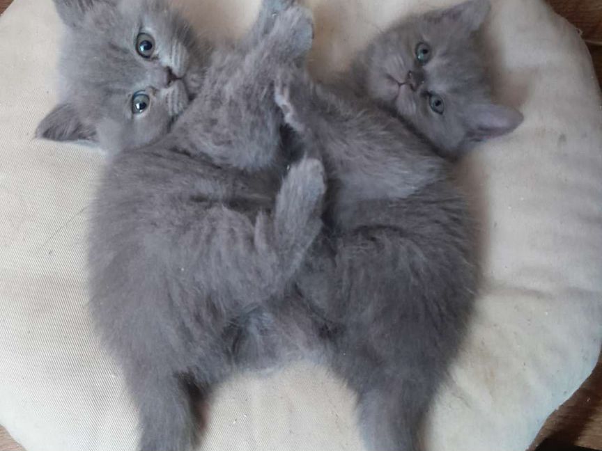 Британские котята