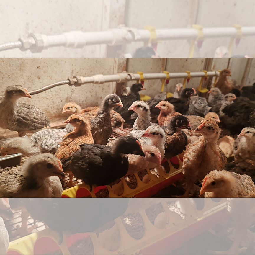 Цыплята несушки