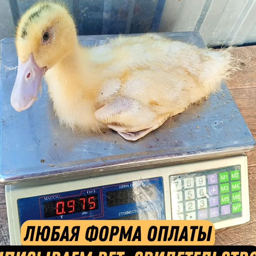Утята муларды оптом от 50 шт. доставка бесплатная