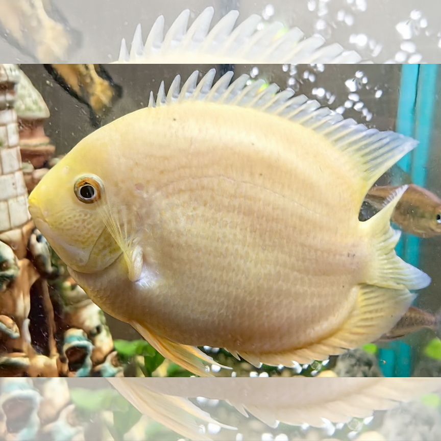 Цихлазома северум золотой