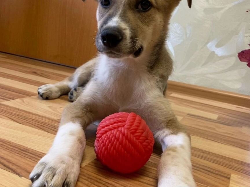 Собака в добрые руки щенок