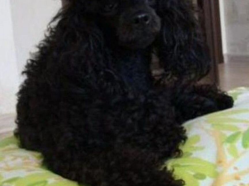 Той-пудель малышка