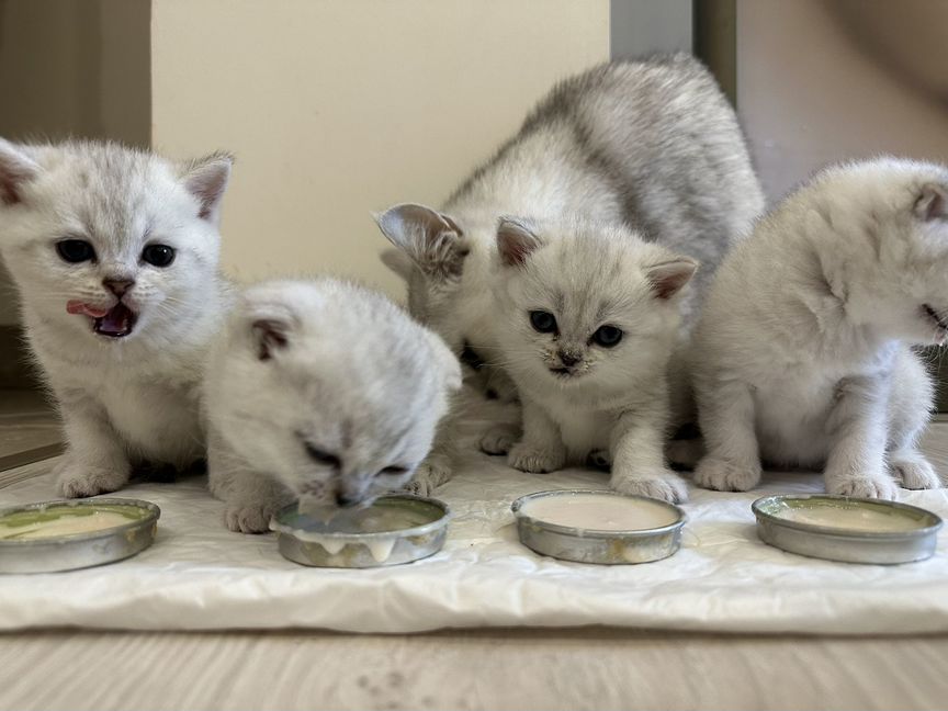 Шотландская кошка