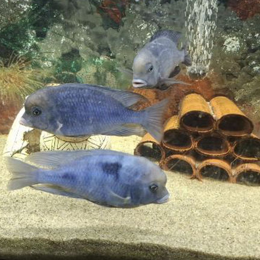 Цихлиды голубой дельфин