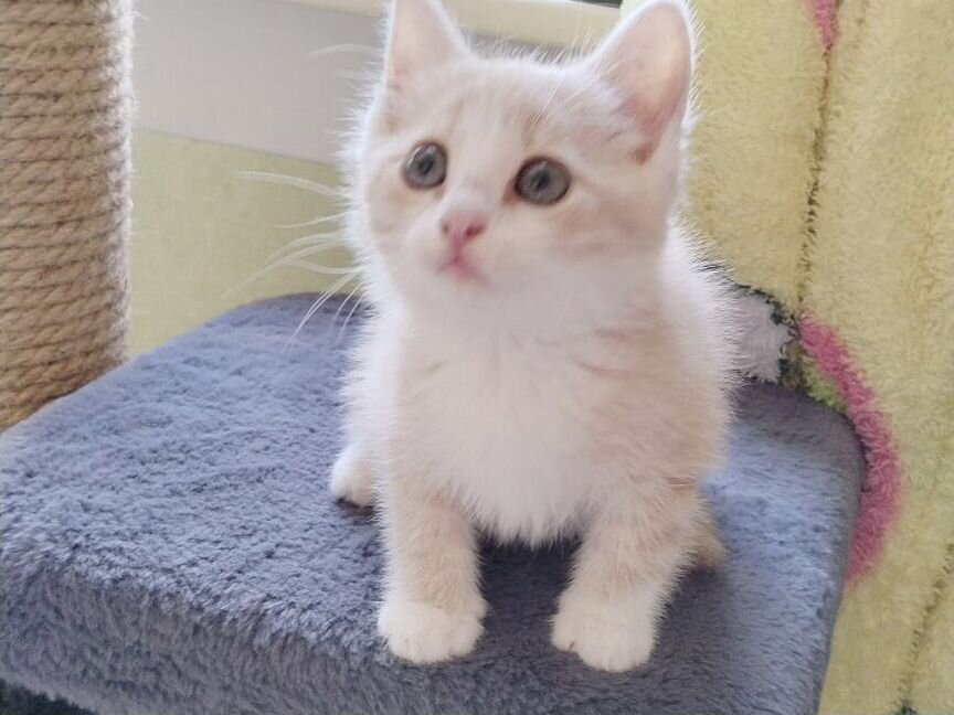 Котенок Милка 2мес