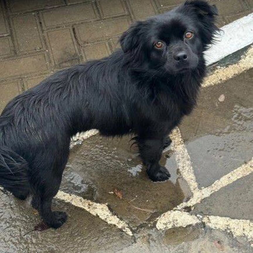 Маленькая собачка в добрые руки