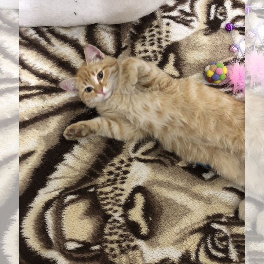 Потеряшки кошки