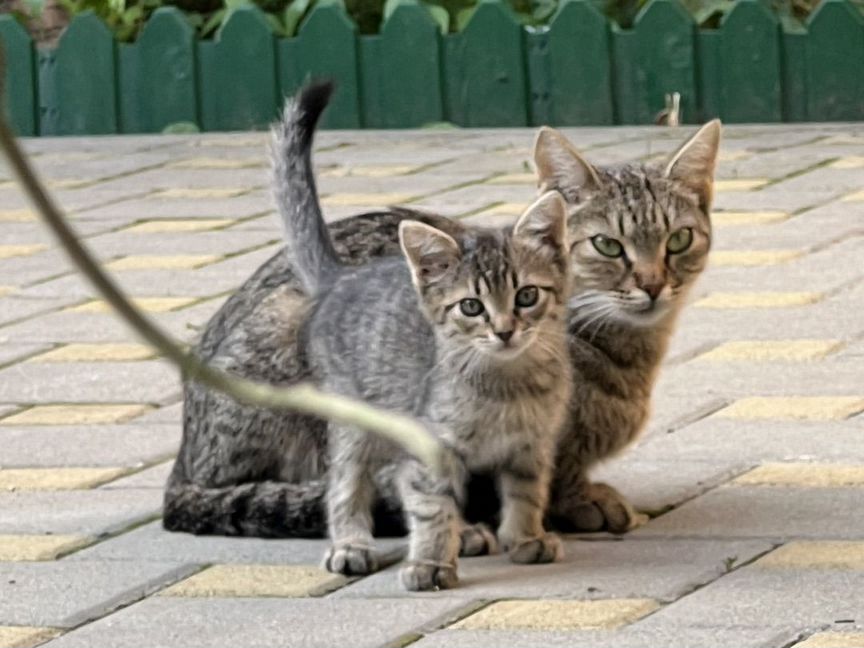 Кошка