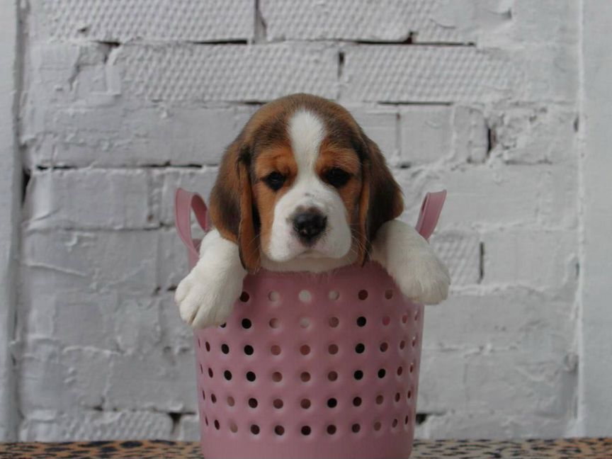 Собаки щенки бигль