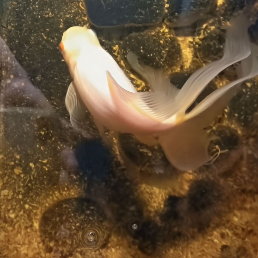 Золотая рыбка с аквариумом и тумбой