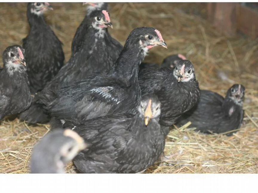 Месячные петушки бесплатно