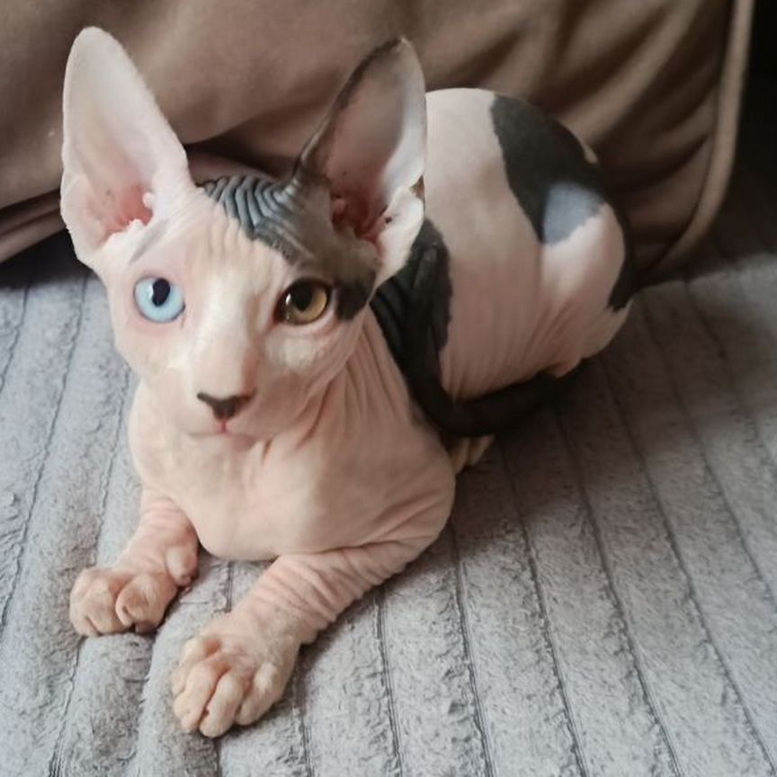 Канадский сфинкс котёнок