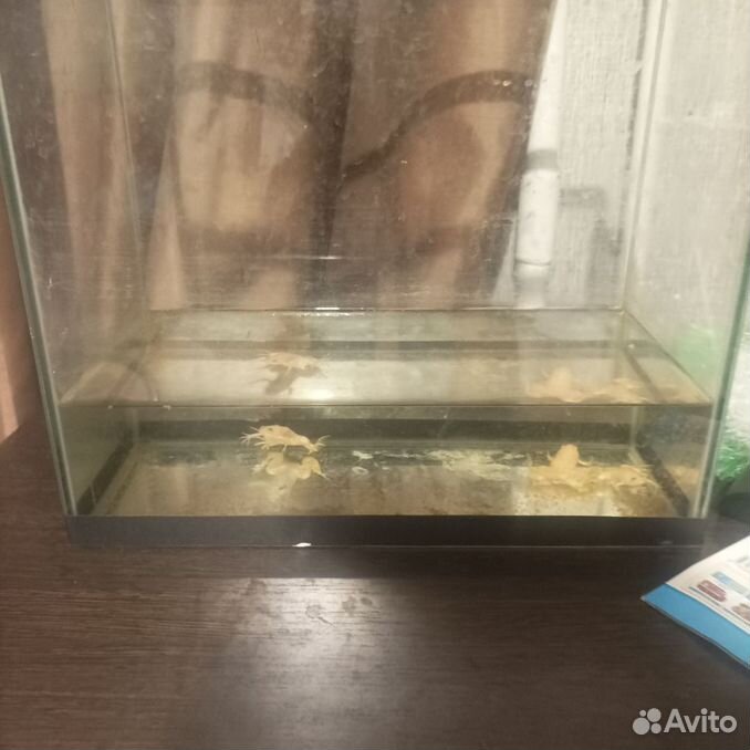 Аквариум с лягушатами