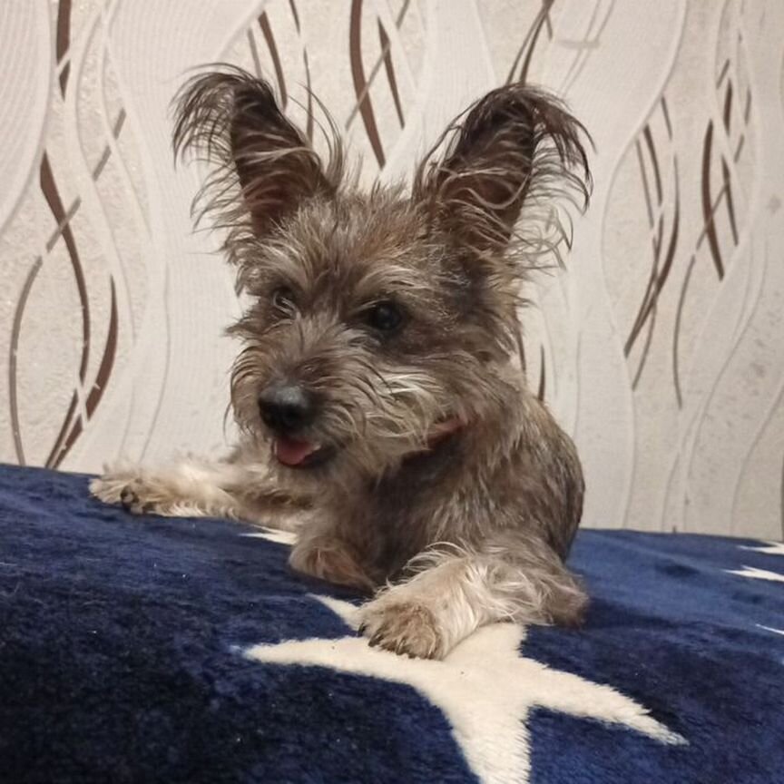 Йорский терьер помись