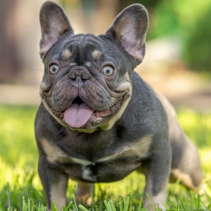 Французский бульдог, щенок