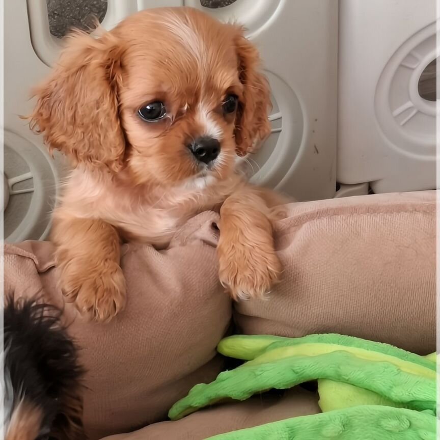 Кавалер кинг-чарльз-спаниель, щенок