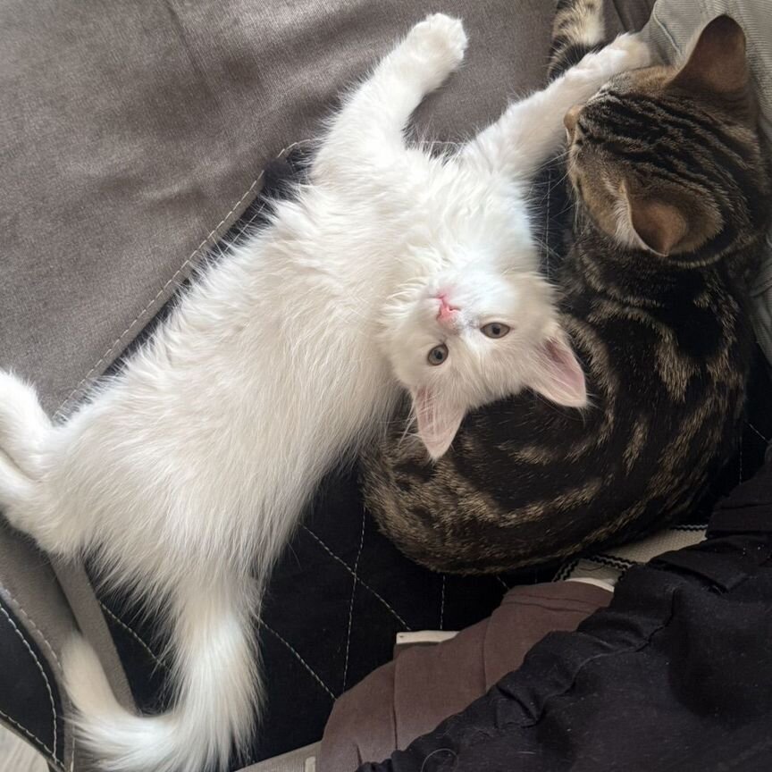 Котёнок в добрые руки