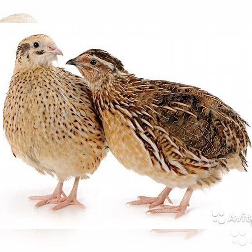 Перепел Феникс