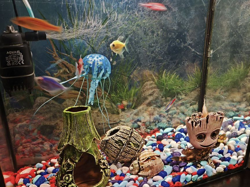 Аквариум с рыбками(бронь)