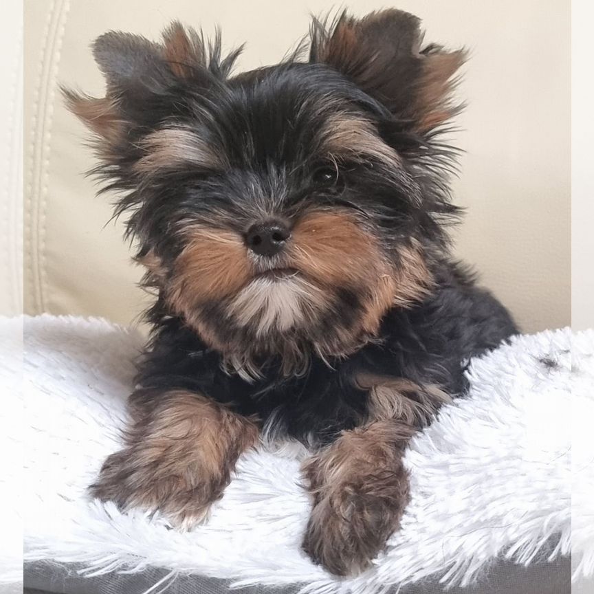 Йоркширский терьер, щенок