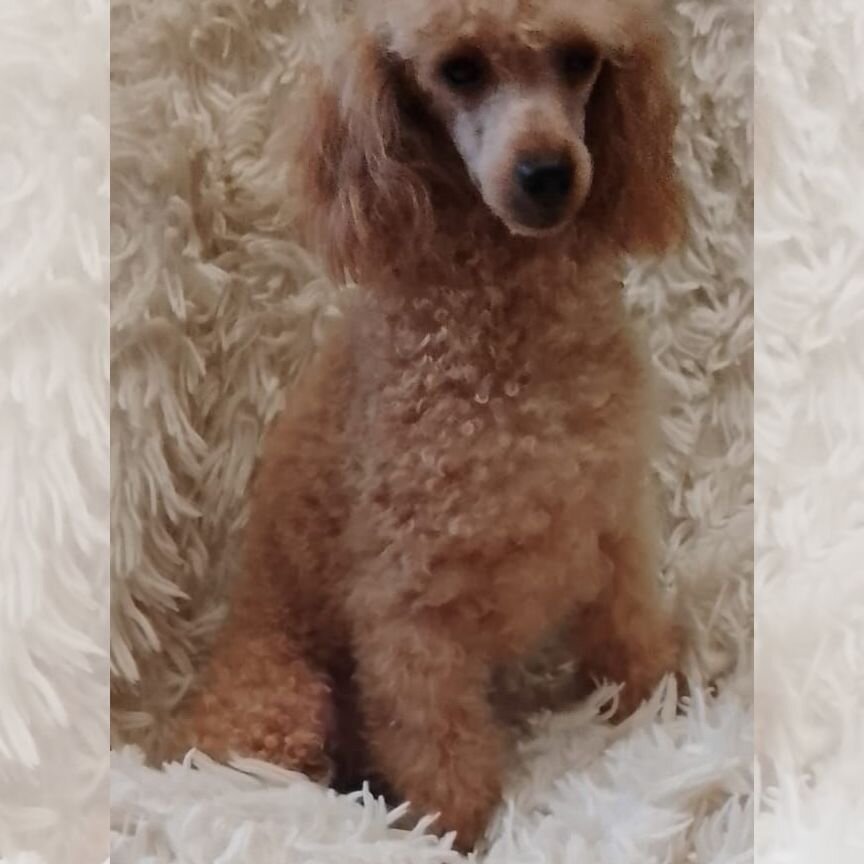 Той-пудель, взрослая собака